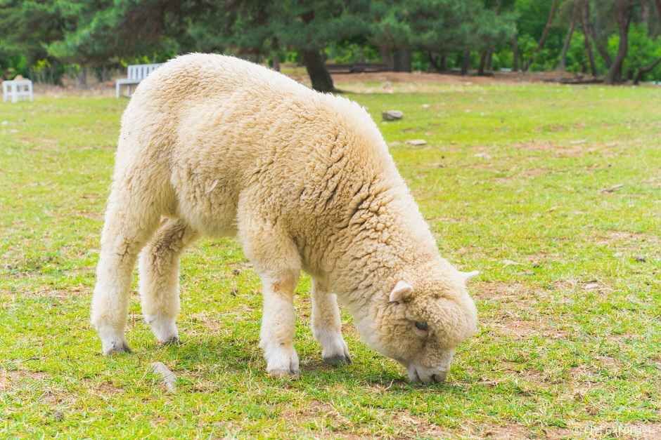 Happy Chowon Farm (해피초원목장) : VISITKOREA