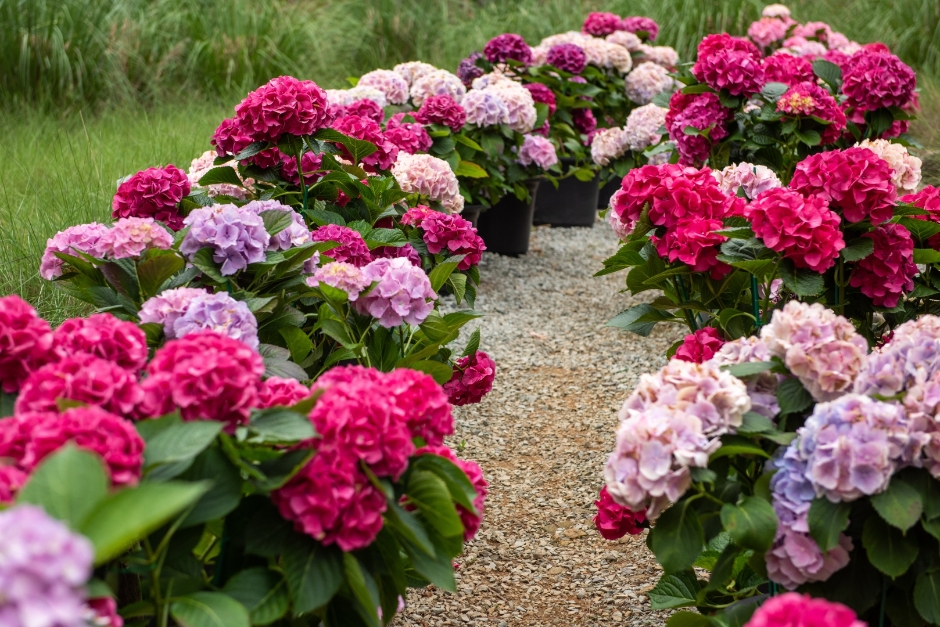 Experience an Unforgettable Holiday in Haenam at the Geomokjang Minbak ...